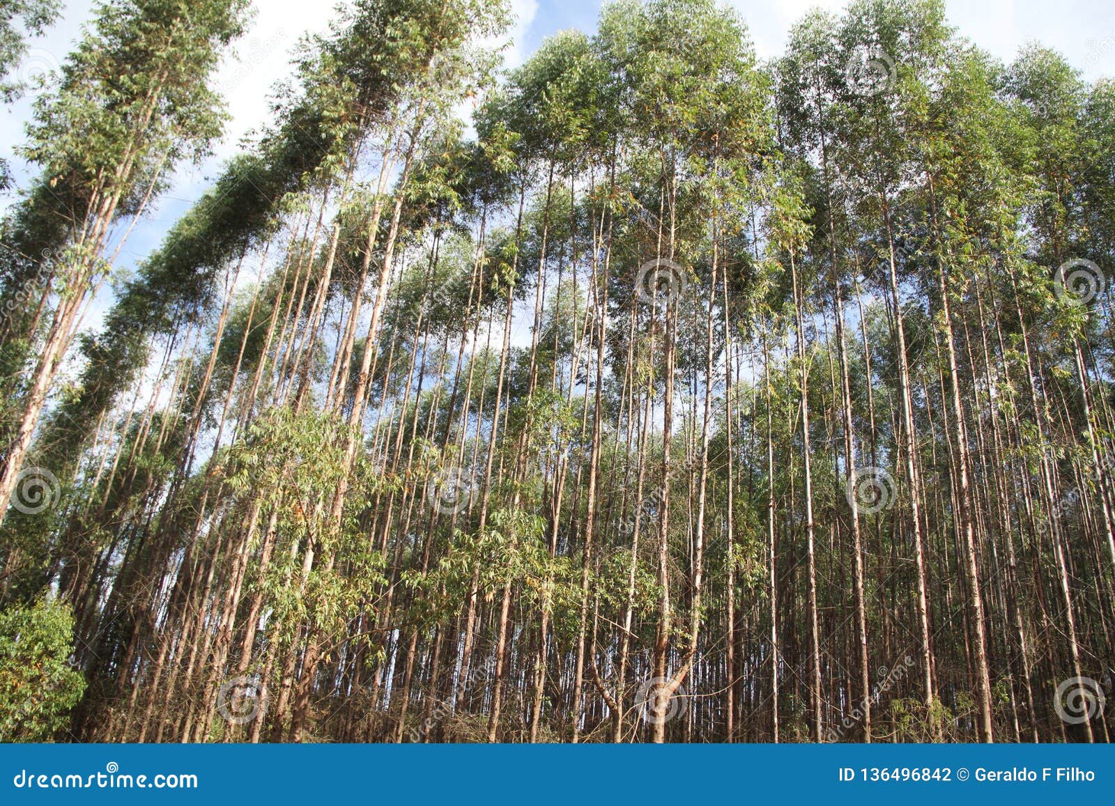 Reforestation Area Field Plantation Agriculture City Luminárias Minas ...