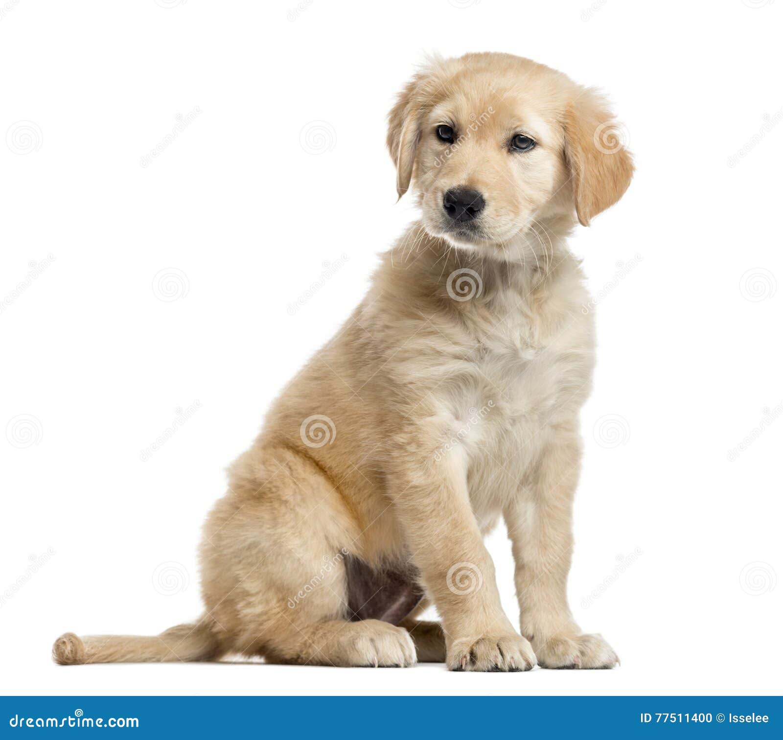 Cruce El Perrito De Labrador, 2 Meses, Aislados En Blanco Foto de ...