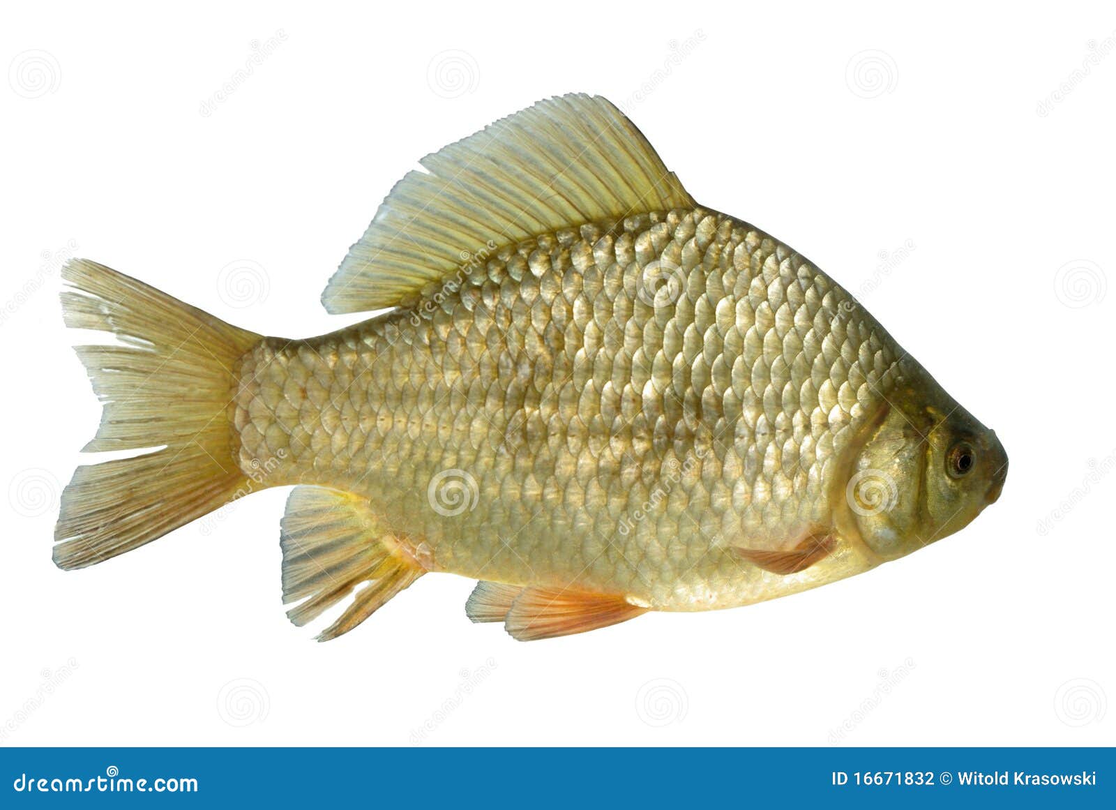 Crucian Carp Stock Photography | CartoonDealer.com #13009712