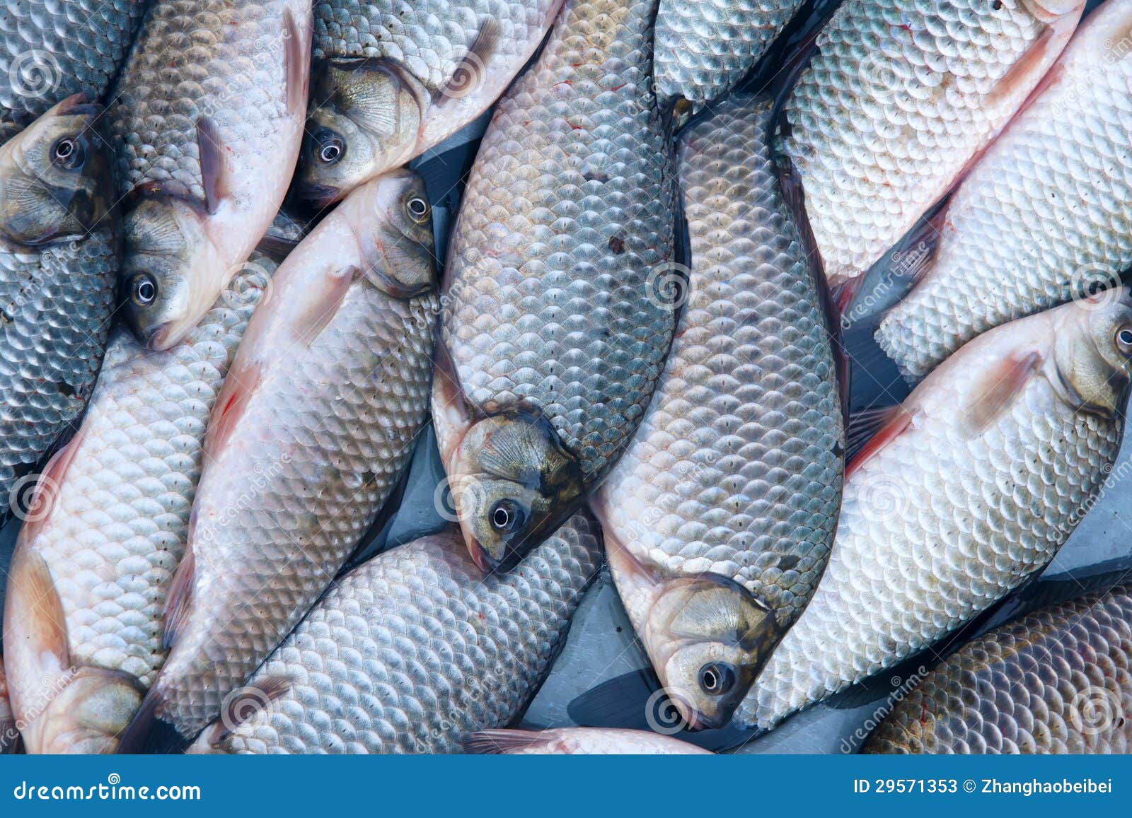 Crucian carp stock image. Image of aquatic, fishes, eating - 29571353