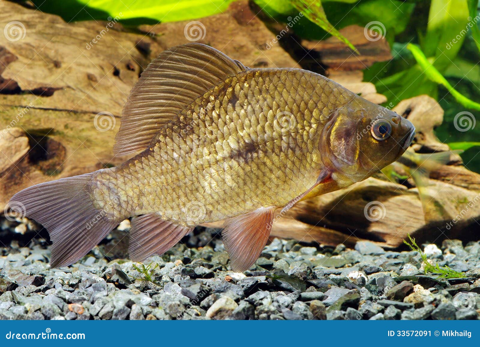 Crucian carp stock image. Image of animals, goldfish - 33572091