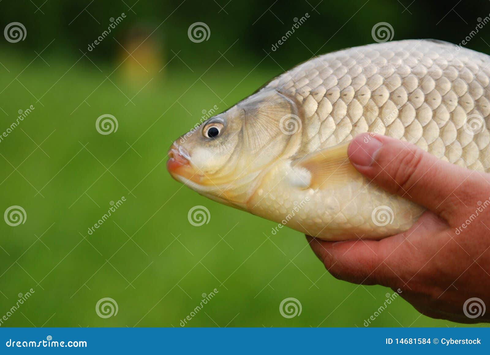 The Crucian Carp (Carassius Carassius) Stock Photo - Image of trapped ...
