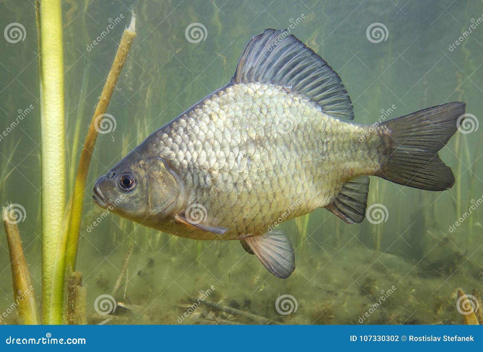 Crucian Carp Fish Isolated. Side View, Raised Fins. Isolated Stock ... Crucian Carp Fish Isolated. Side View, Raised Fins. Isolated Stock ...