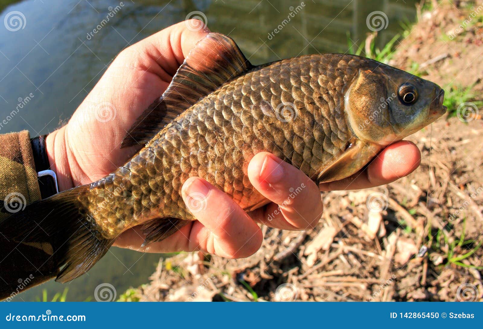 Crucian Carp Carassius Carassius Fish Stock Photo - Image of holding ...