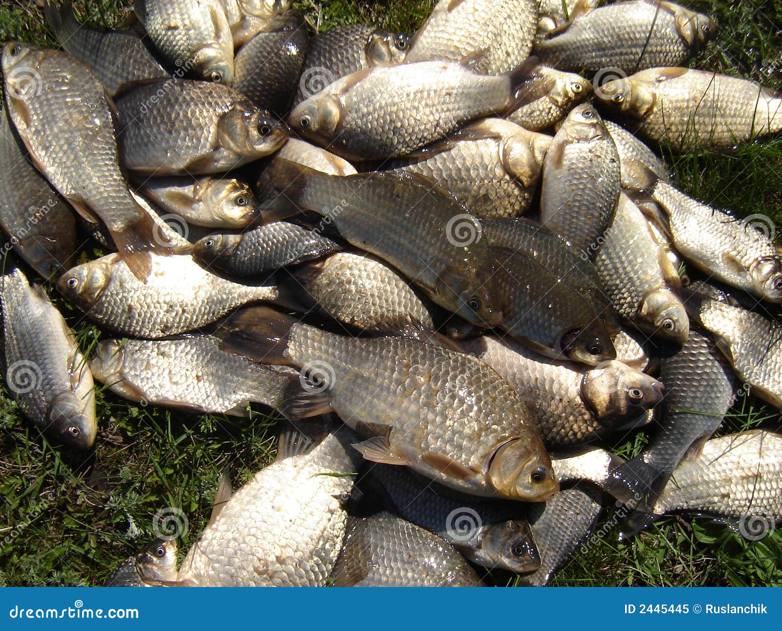 Crucian carp fish stock image. Image of contest, fresh - 2445445