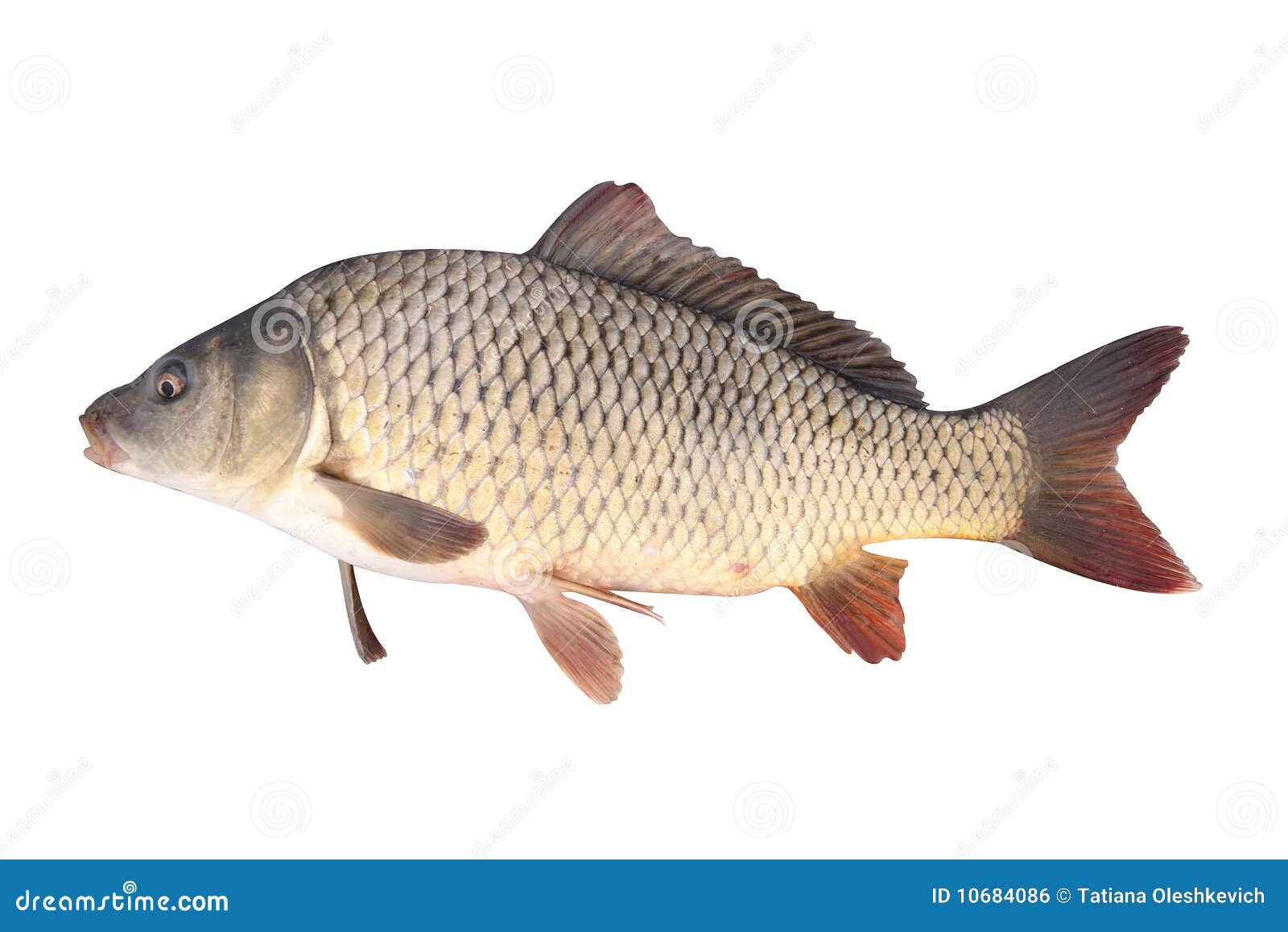 Crucian carp fish isolate stock photo. Image of fresh - 10684086 Crucian carp fish isolate stock photo. Image of fresh - 10684086