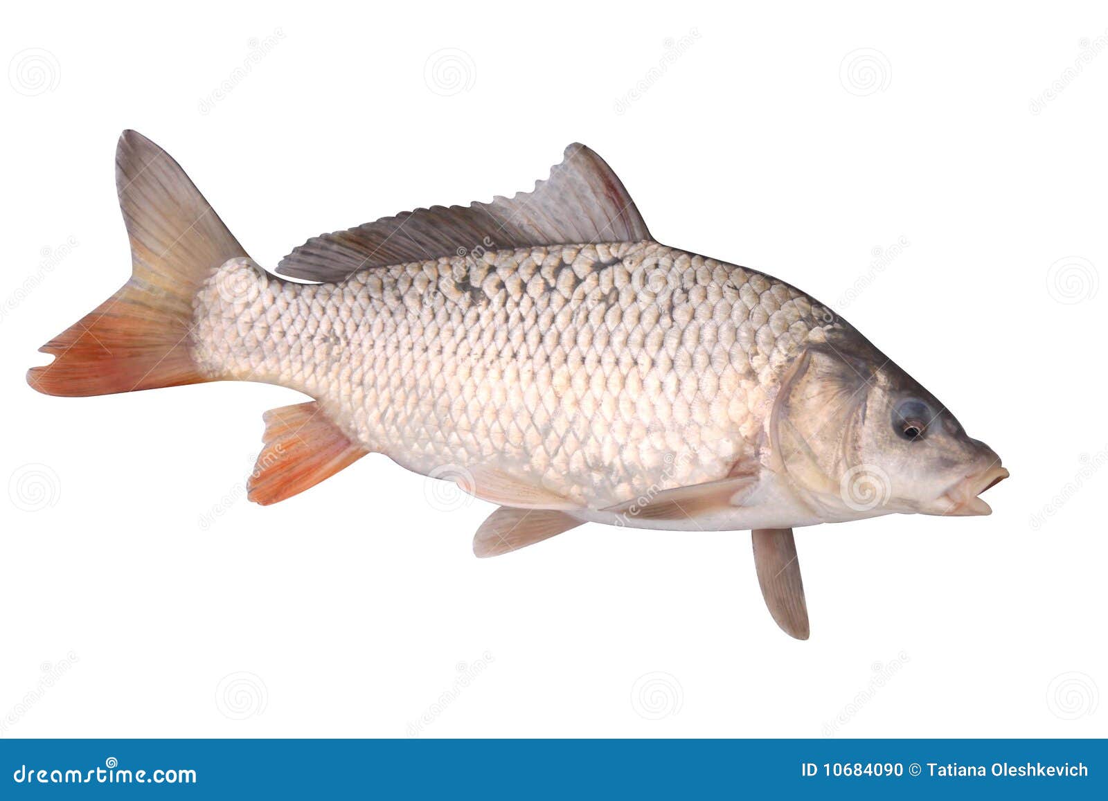 Crucian carp fish isolate stock photo. Image of colored - 10684090 Crucian carp fish isolate stock photo. Image of colored - 10684090