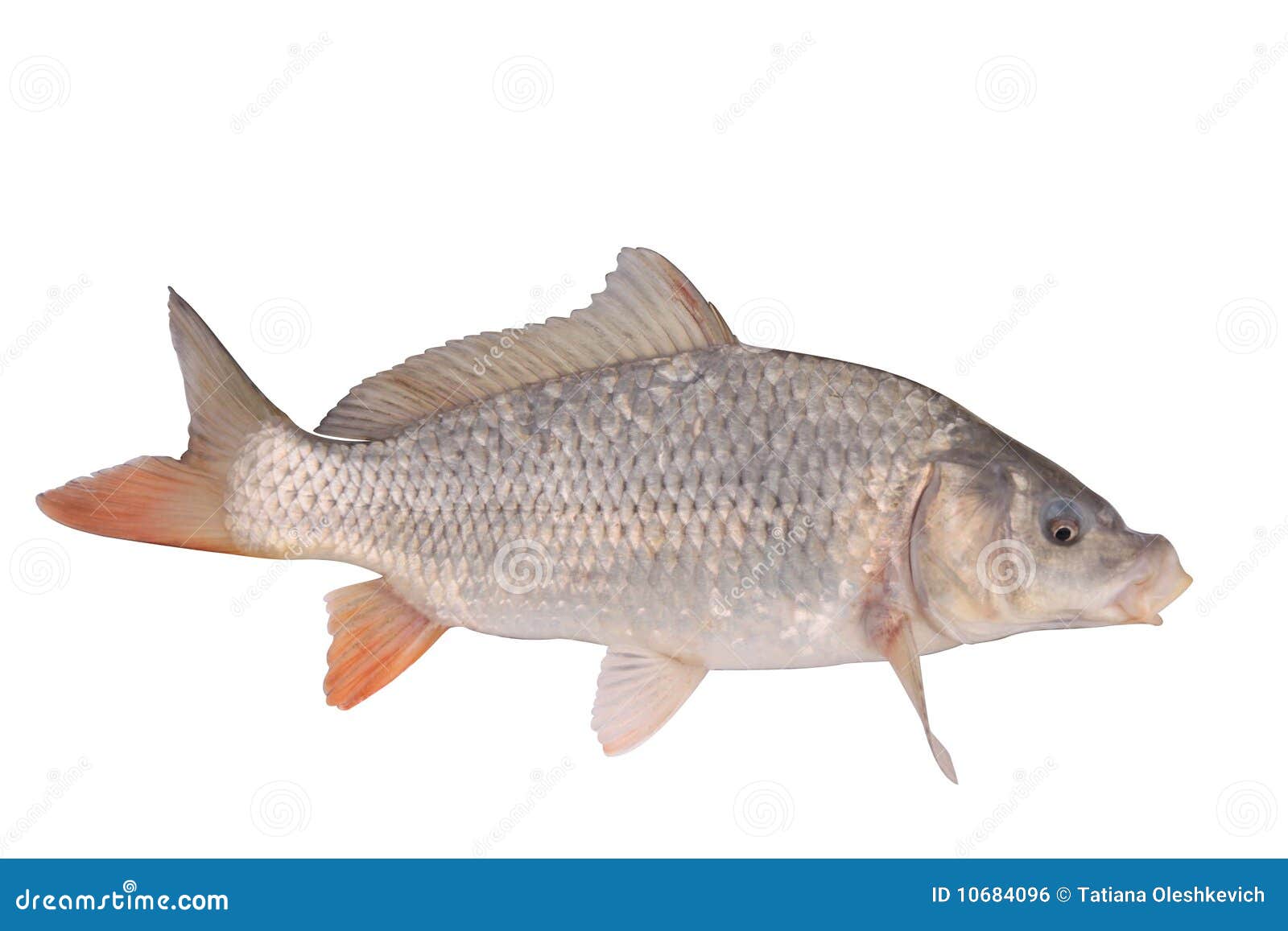Crucian carp fish isolate stock photo. Image of ingredient - 10684096 Crucian carp fish isolate stock photo. Image of ingredient - 10684096