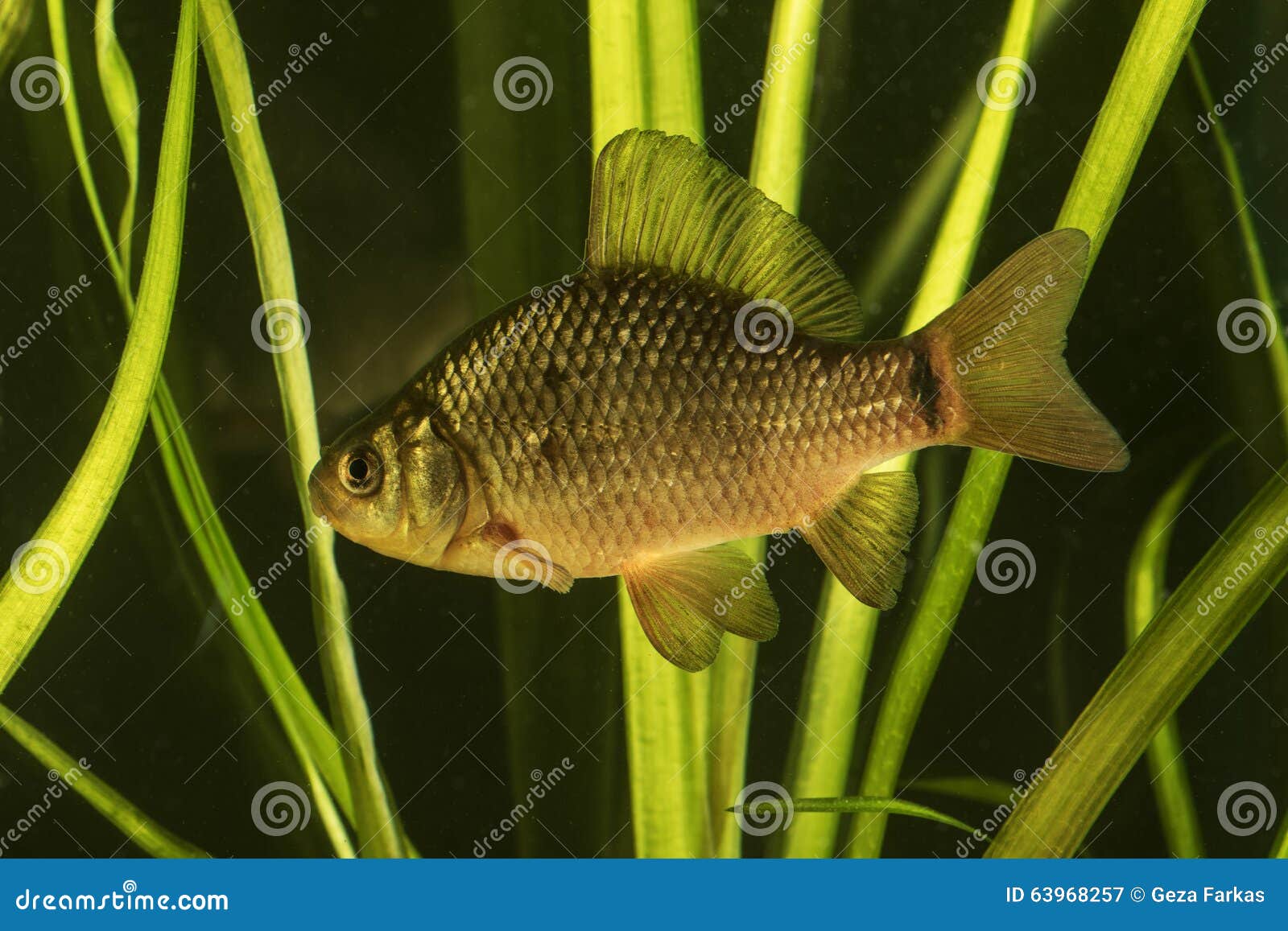 Crucian Carp Fish in the Pond Stock Image - Image of freshwater, water ...