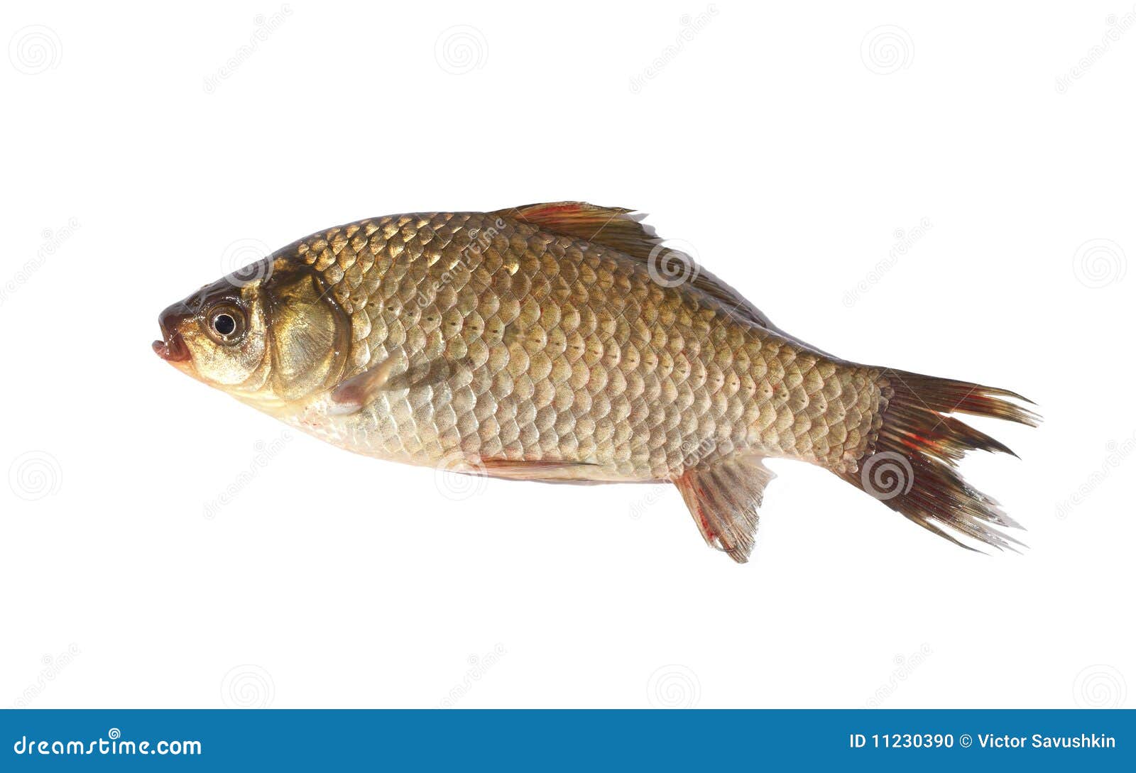 Crucian Carp Fish on White Background Stock Photo - Image of silver ...