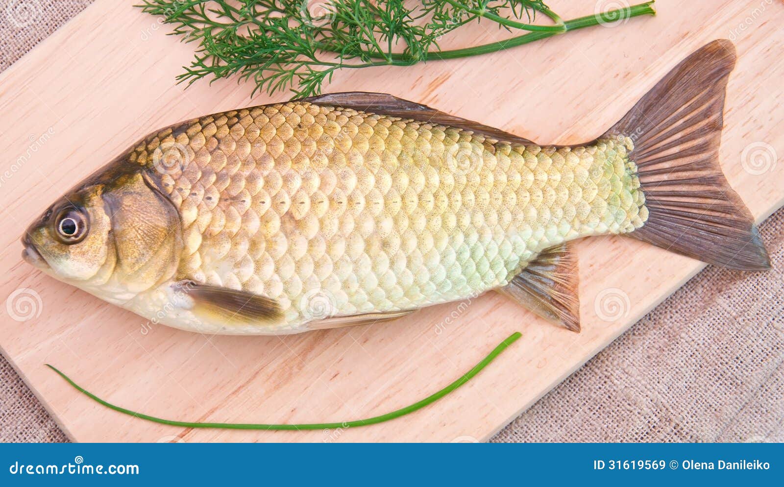 Crucian carp stock image. Image of angling, fishing, head - 31619569