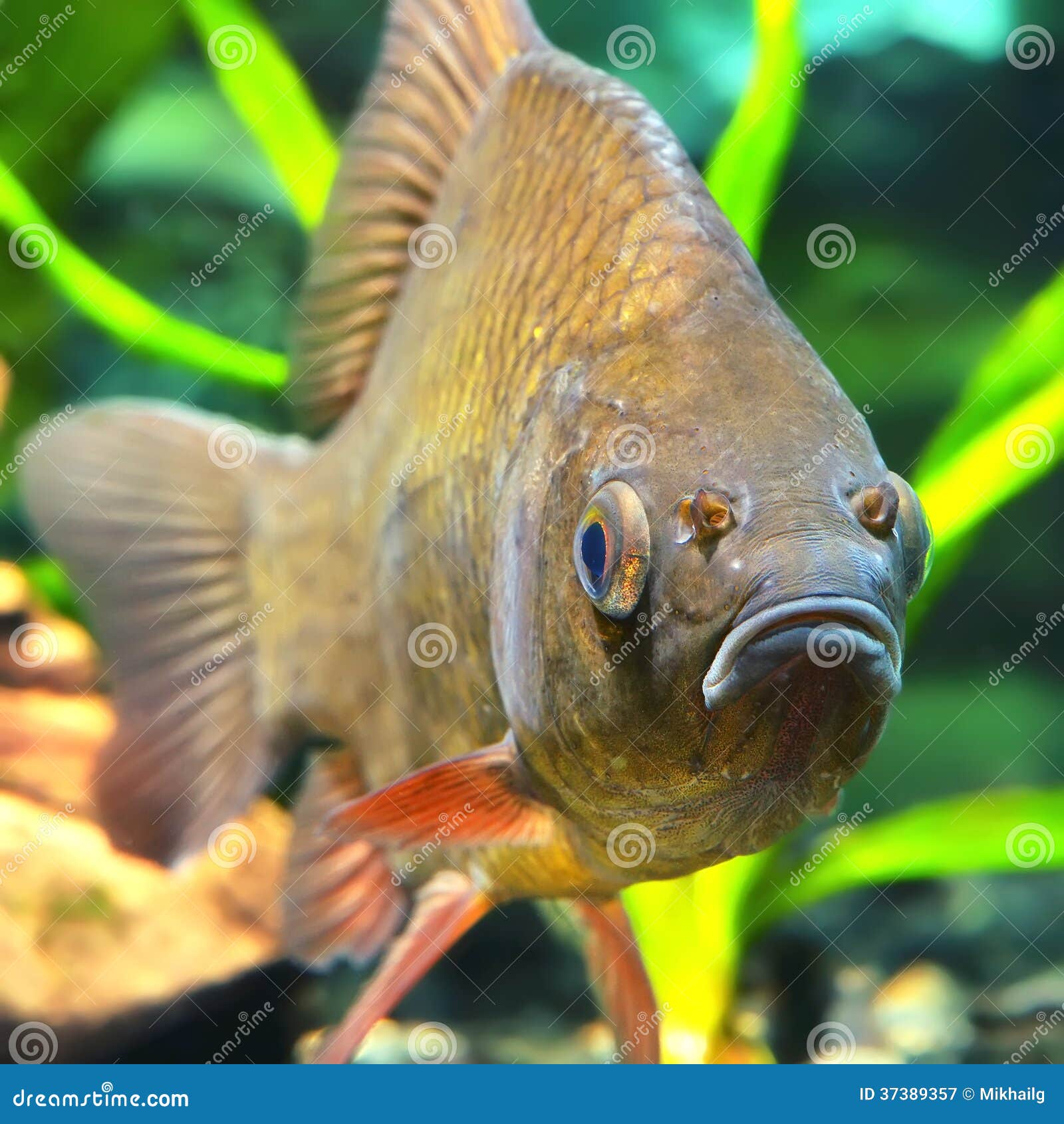 Crucian carp stock image. Image of open, life, mouth - 37389357