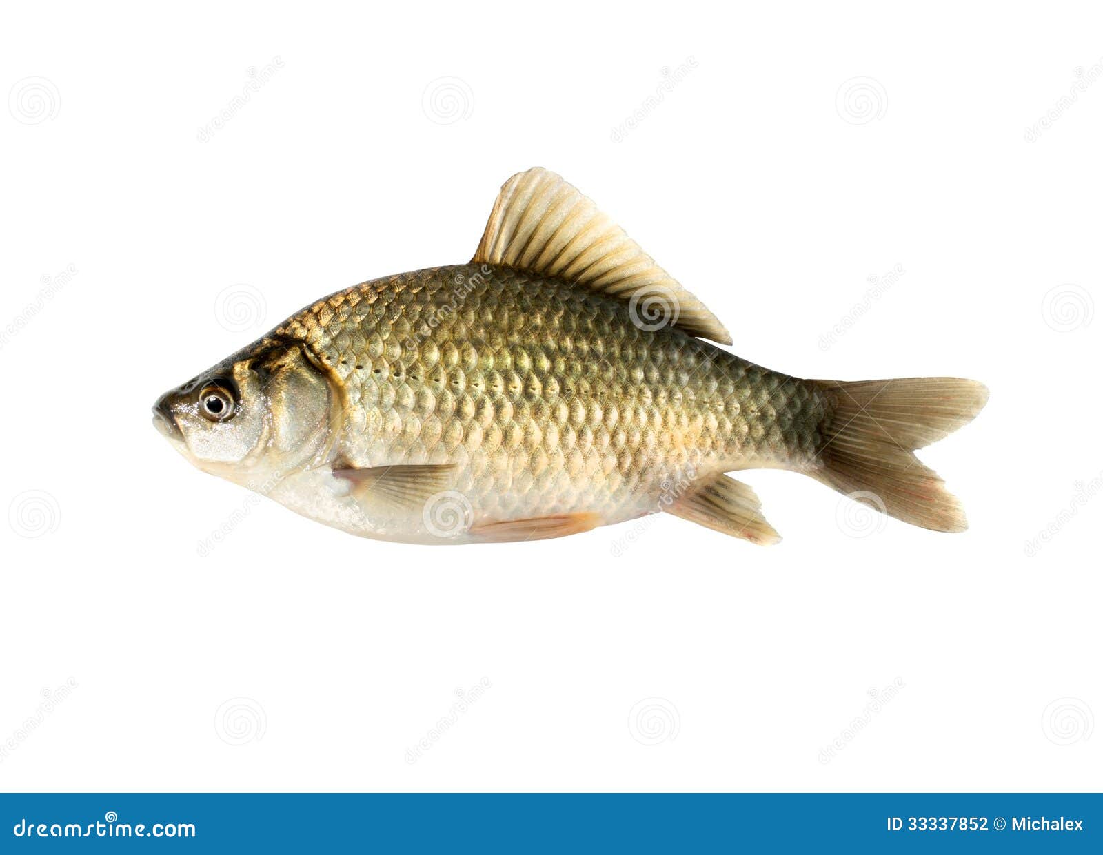 Crucian carp stock photo. Image of shiny, freshness, healthy - 33337852