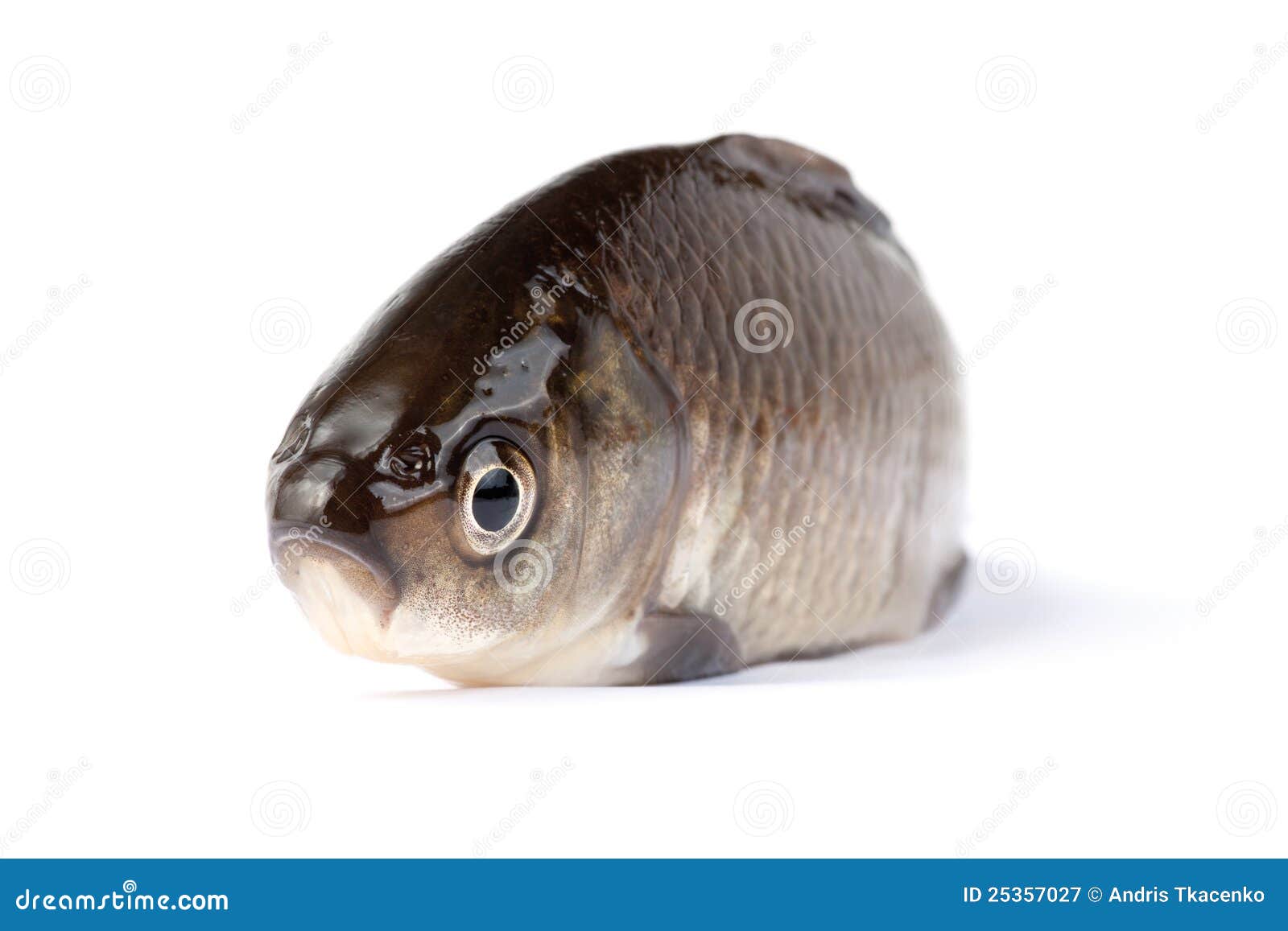 Crucian fish stock image. Image of gray, catch, background - 25357027