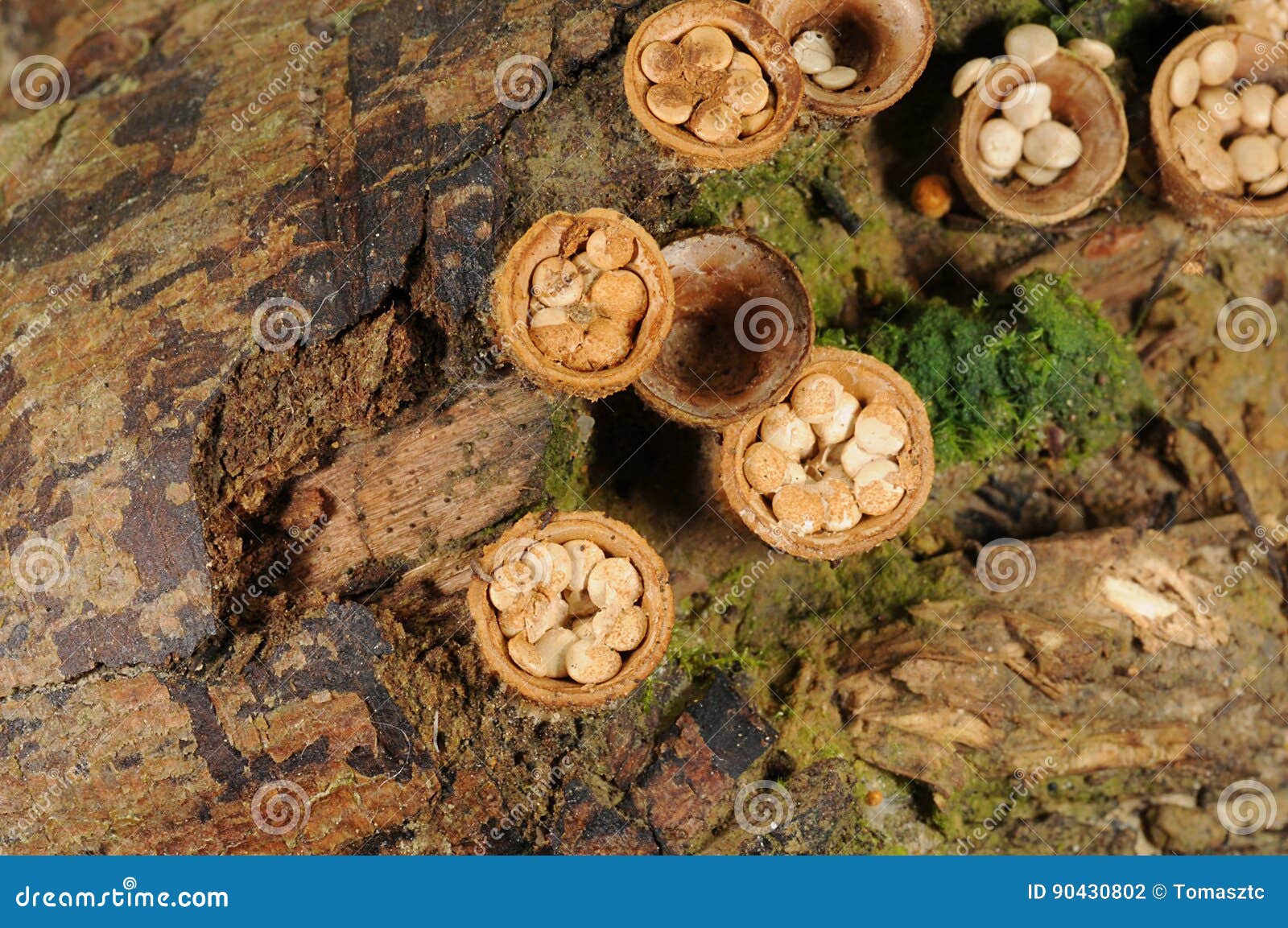 Crucibulum laeve fungus stock photo. Image of brown, grow - 90430802