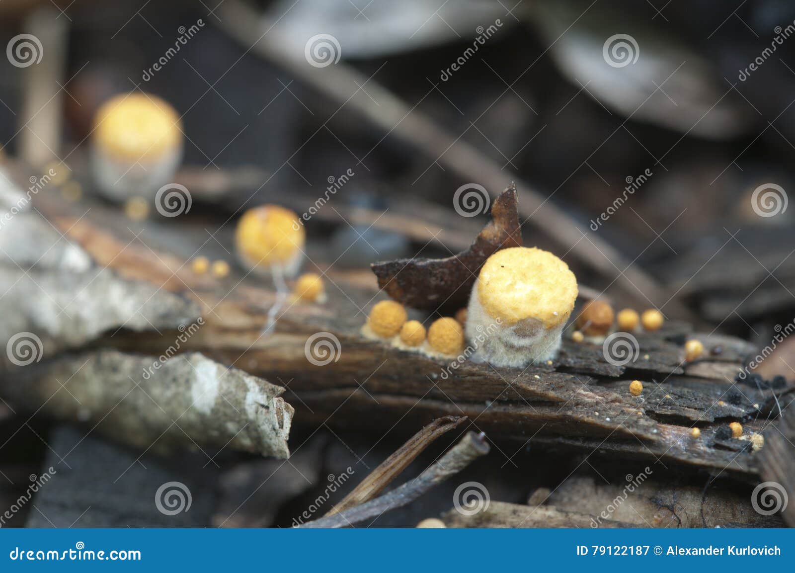 Crucibulum laeve stock image. Image of leaf, wood, laeve - 79122187