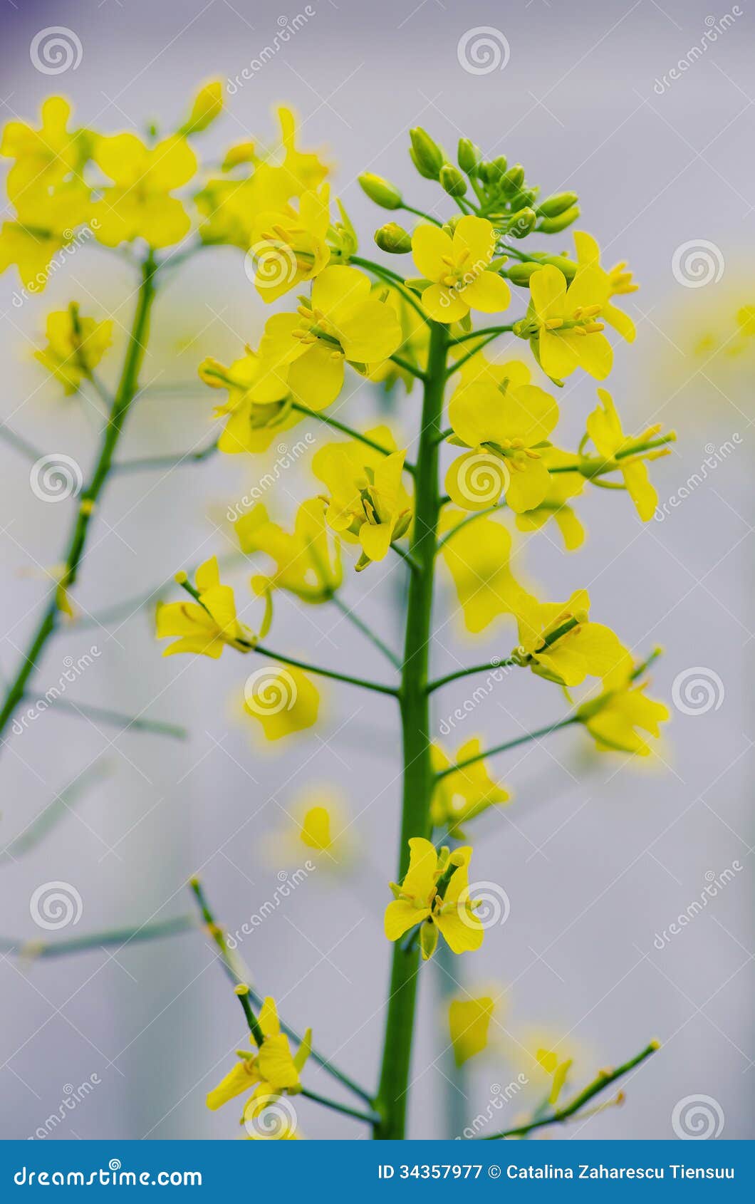 Cruciferous flowers stock image. Image of choi, anther - 34357977