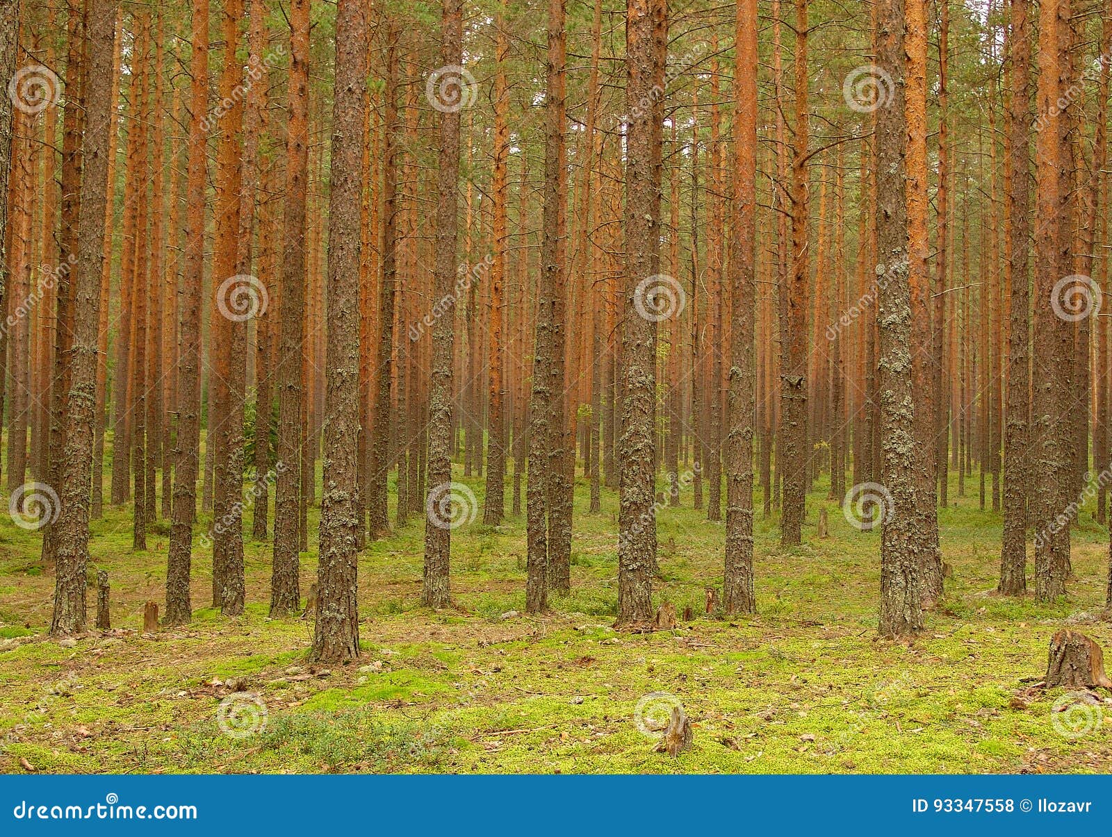 Pine forest and moss stock photo. Image of wild, pine - 93347558