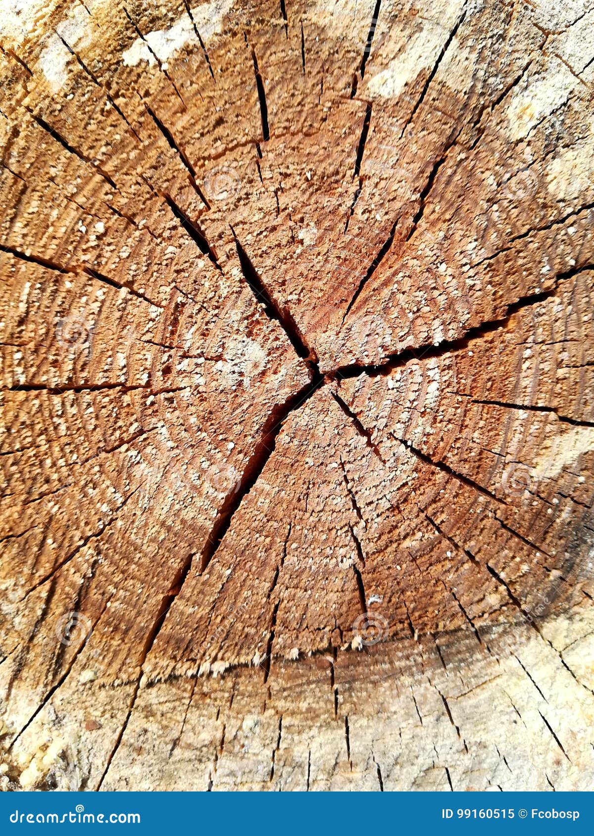 Crudo De La Madera Aserrado Imagen de archivo - Imagen de crudo, bosque ...