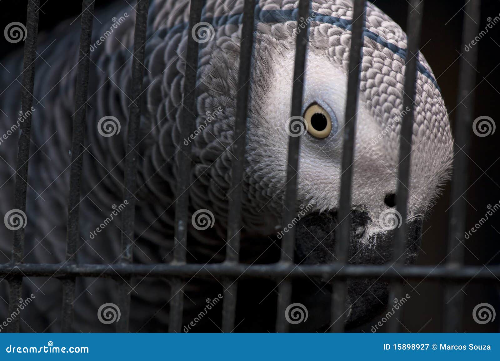 Crueldad animal imagen de archivo. Imagen de brasil, mascota - 15898927