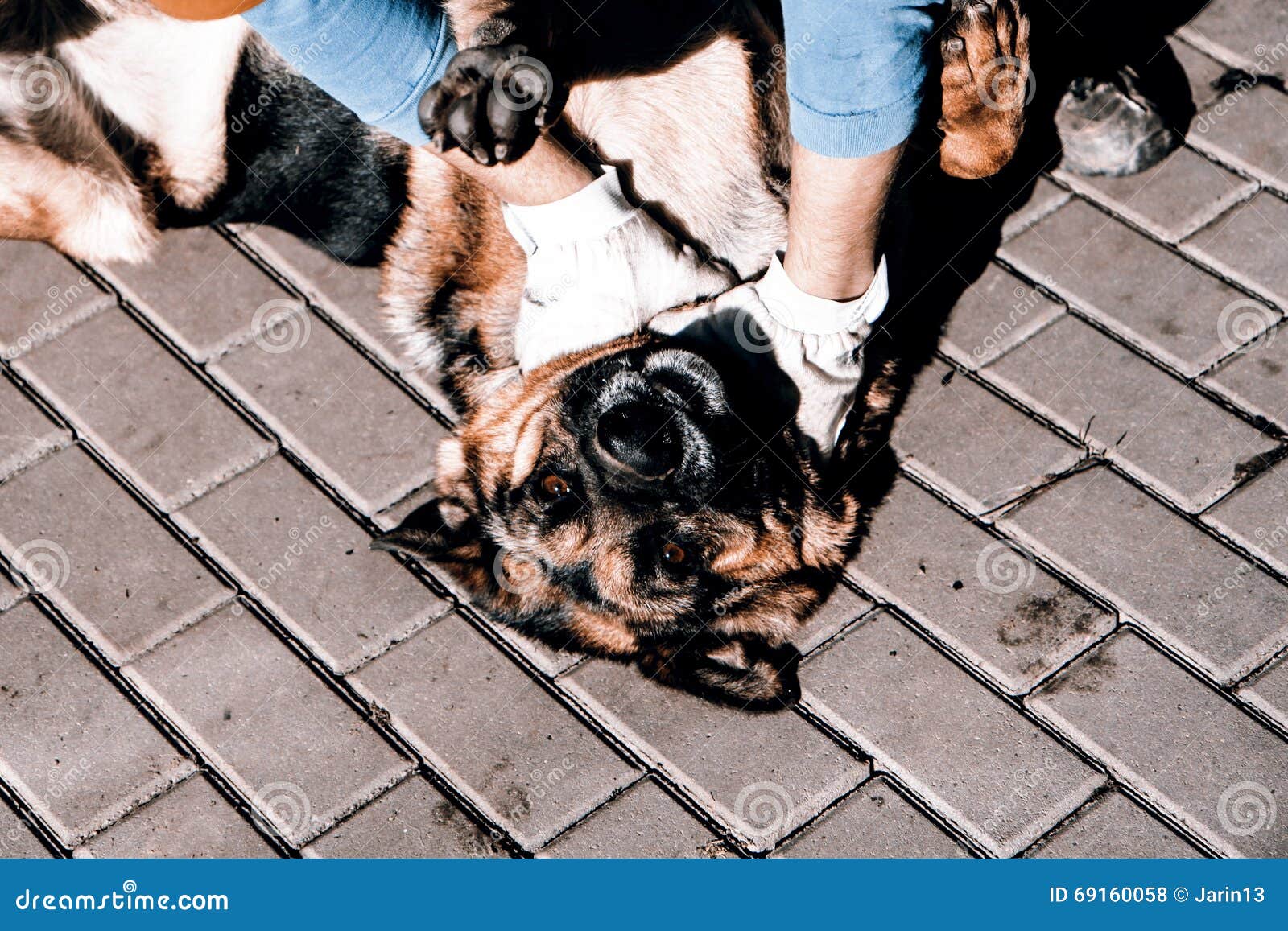 Crueldad a los animales foto de archivo. Imagen de perro - 69160058