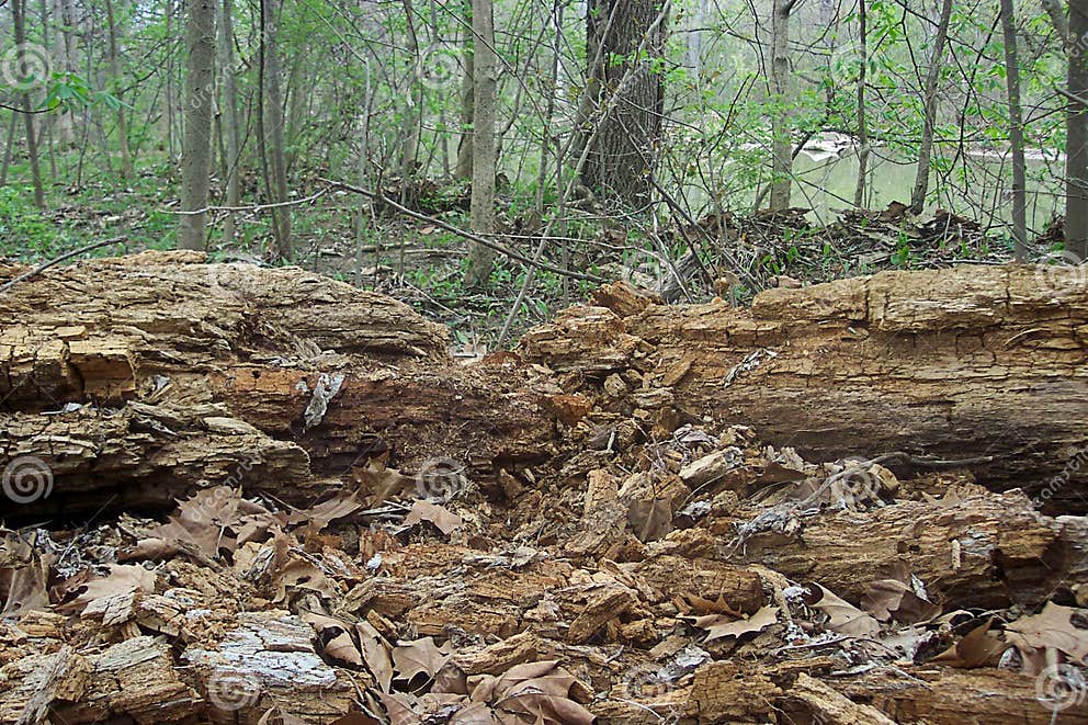 Crumble of a Tree on the Ground Stock Image - Image of ground, trees ...