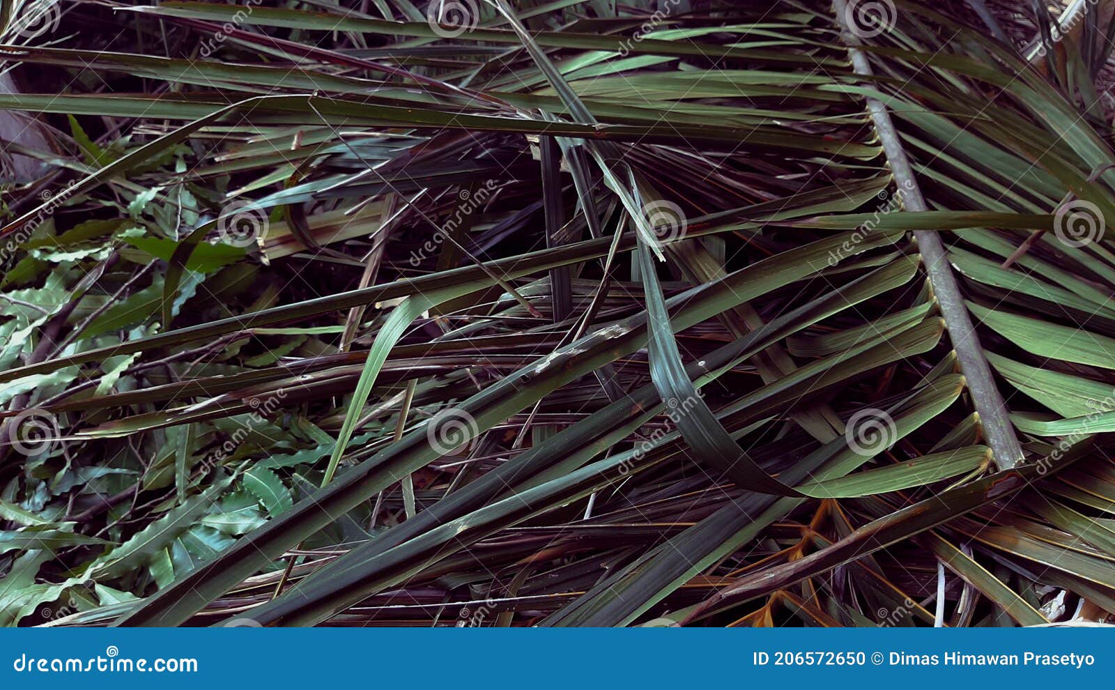 Crumbling leaves stock photo. Image of natural, nature - 206572650