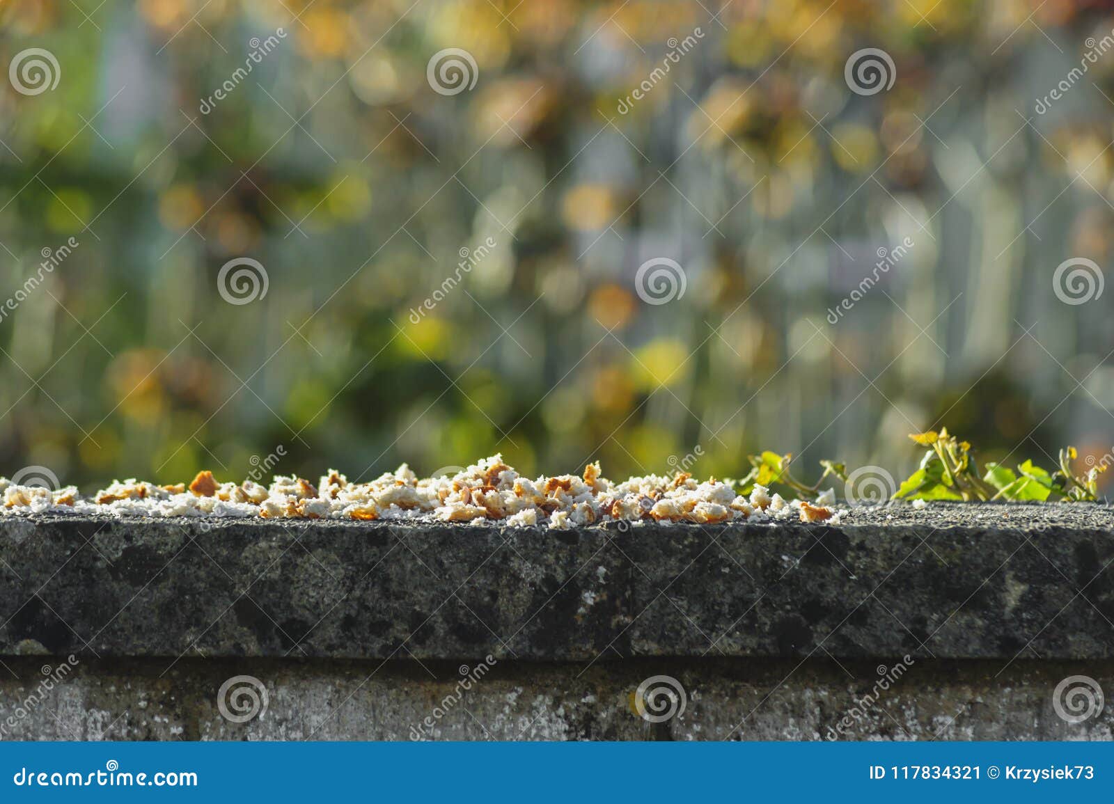 Crumbs of Bread on the Wall - Feeding Birds Stock Image - Image of ...