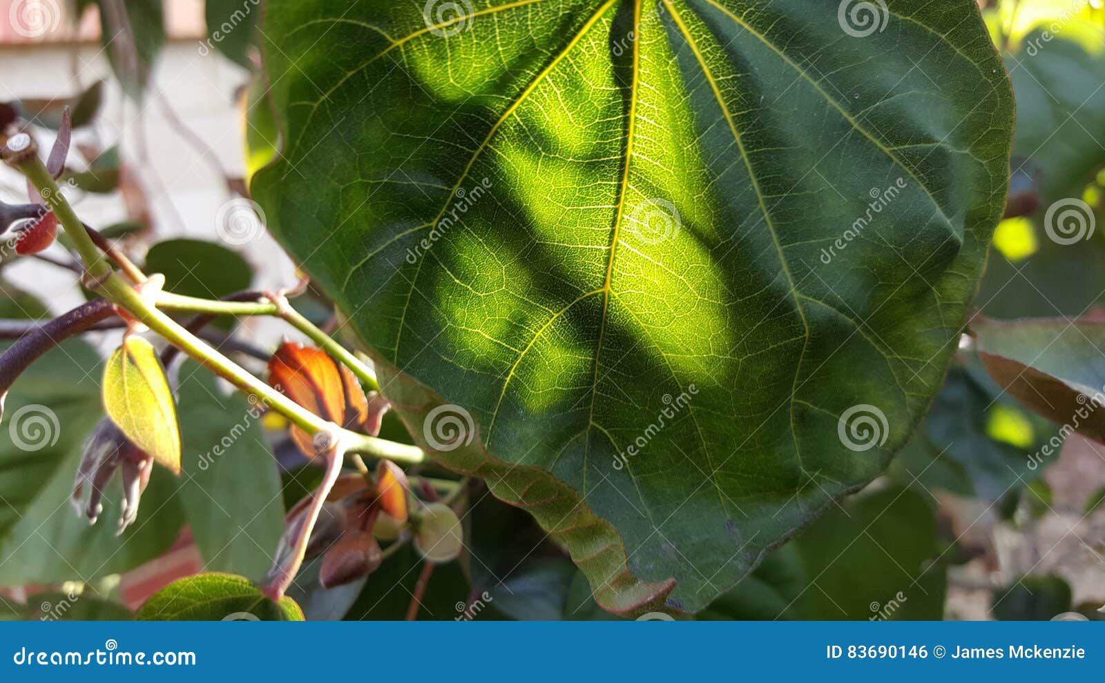 Crumpled Leaf stock photo. Image of setting, crumpled - 83690146