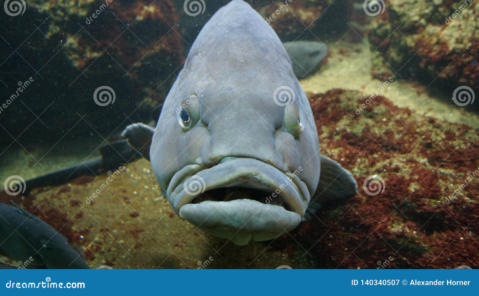 Crumpy Looking Big Fish Grey Stock Image - Image of close, background ...