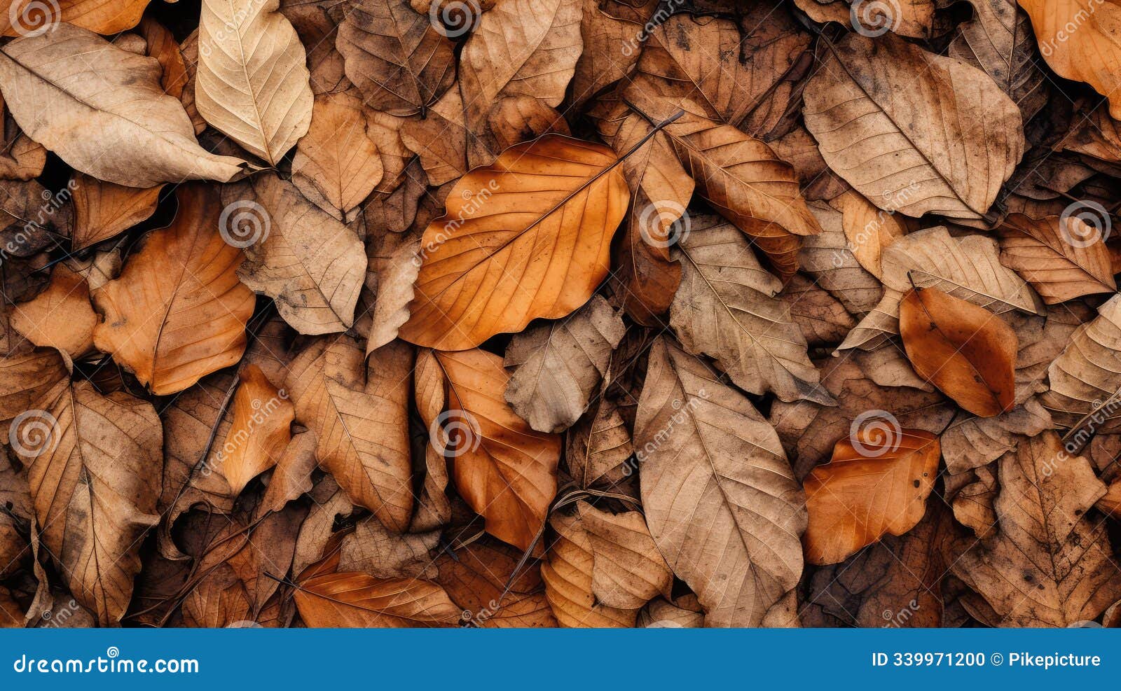 Crunchy dried leaf stock illustration. Illustration of foliage - 339971200