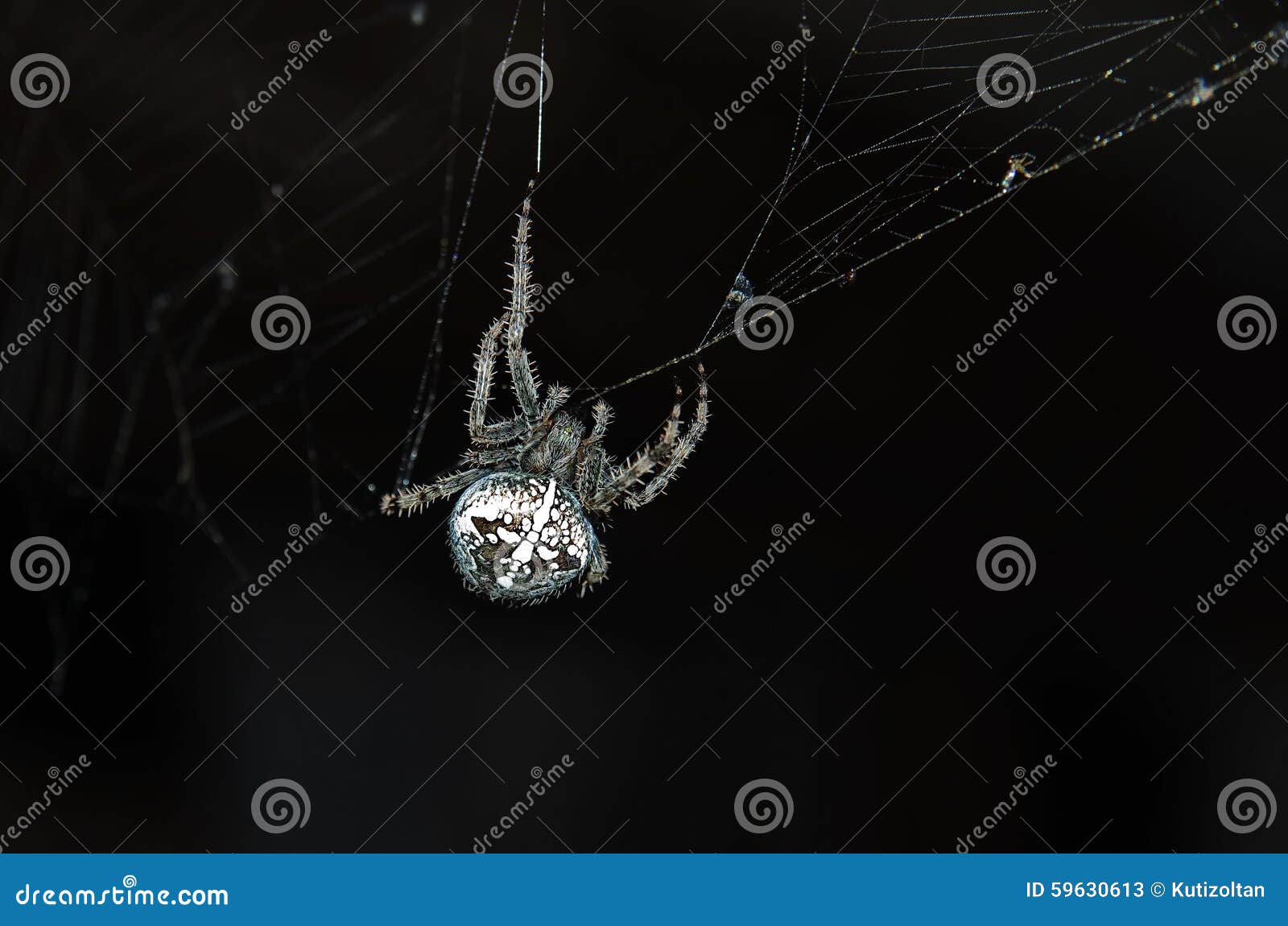 Crusader spider 3 stock image. Image of animals, closeup - 59630613