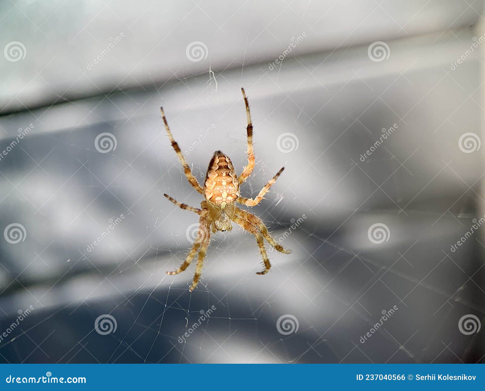 Crusader Spider on a Web, Close-up. Spider-cross on a Gray Background ...