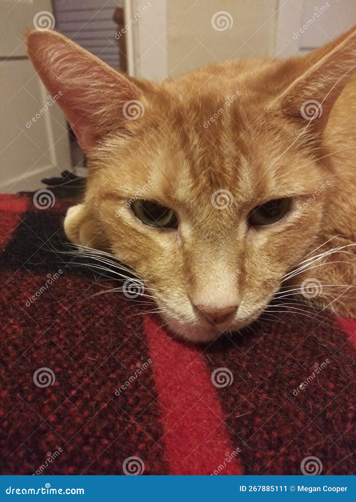 Crush man meow stock image. Image of nose, kitten, whiskers - 267885111