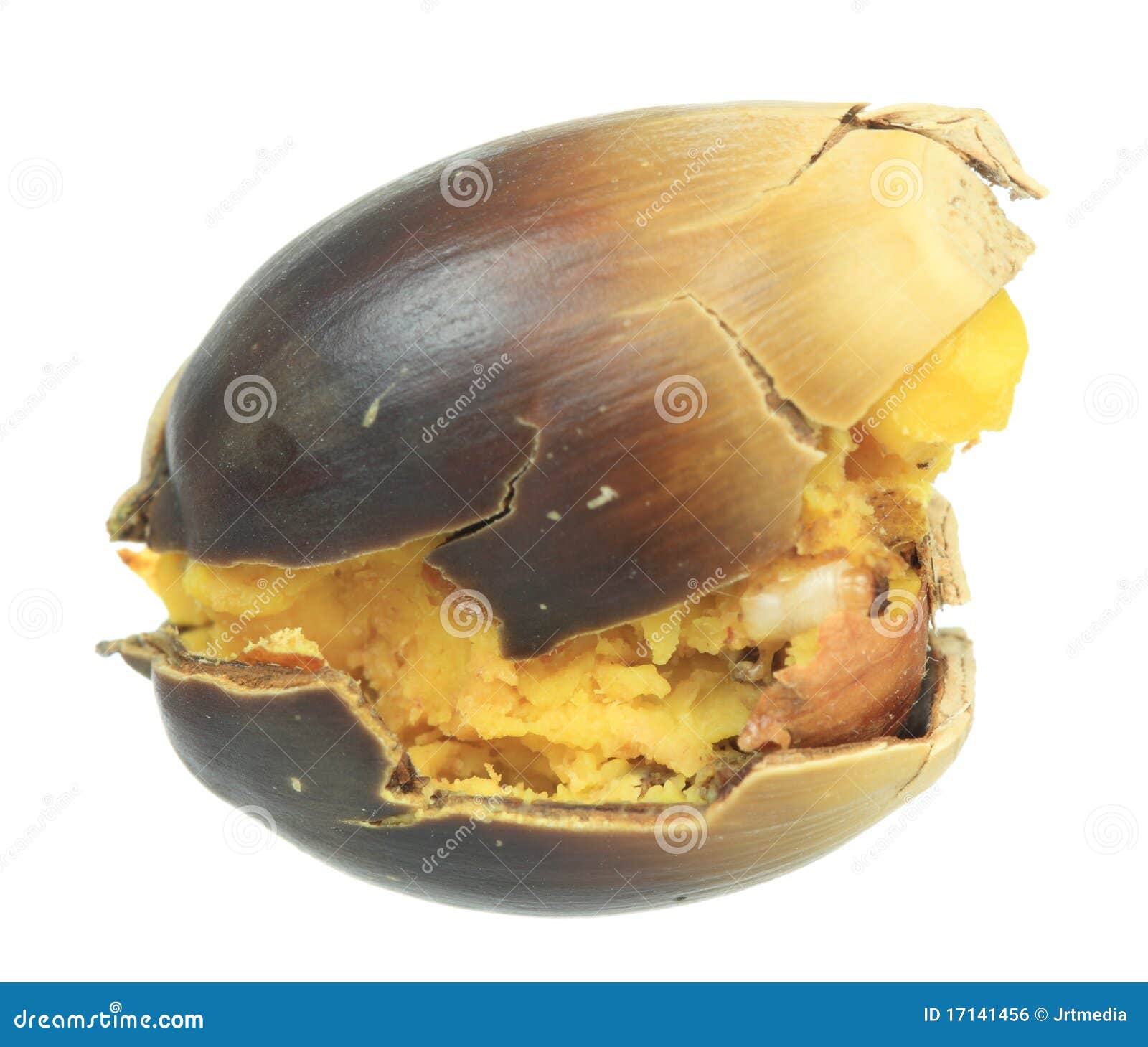 Crushed Acorn stock photo. Image of isolated, background - 17141456