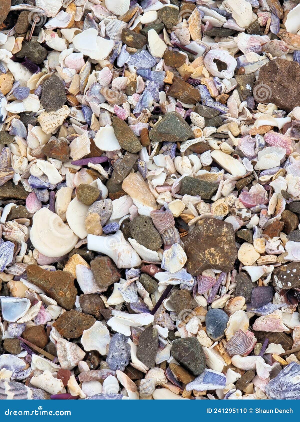 Crushed and Broken Shells and Pebbles Stock Photo - Image of pebble ...