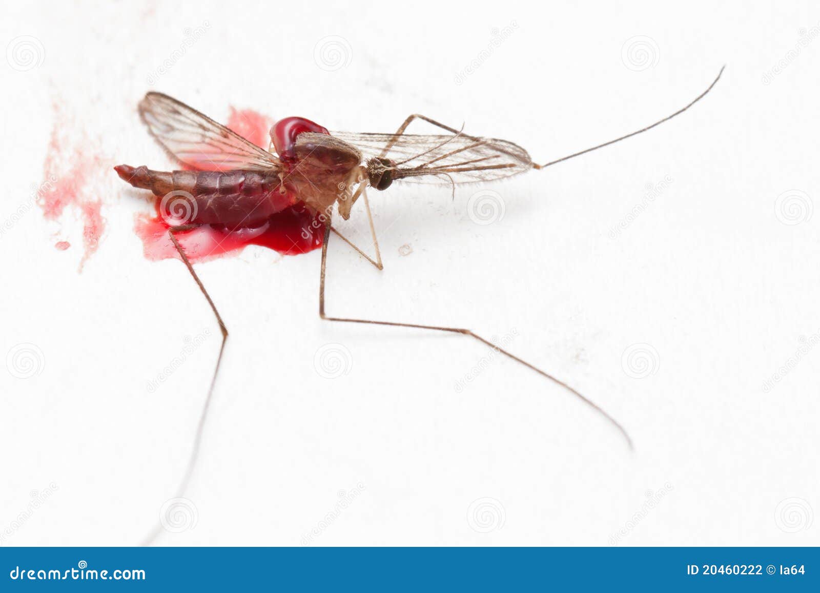 Crushed gnat or mosquito stock photo. Image of close - 20460222