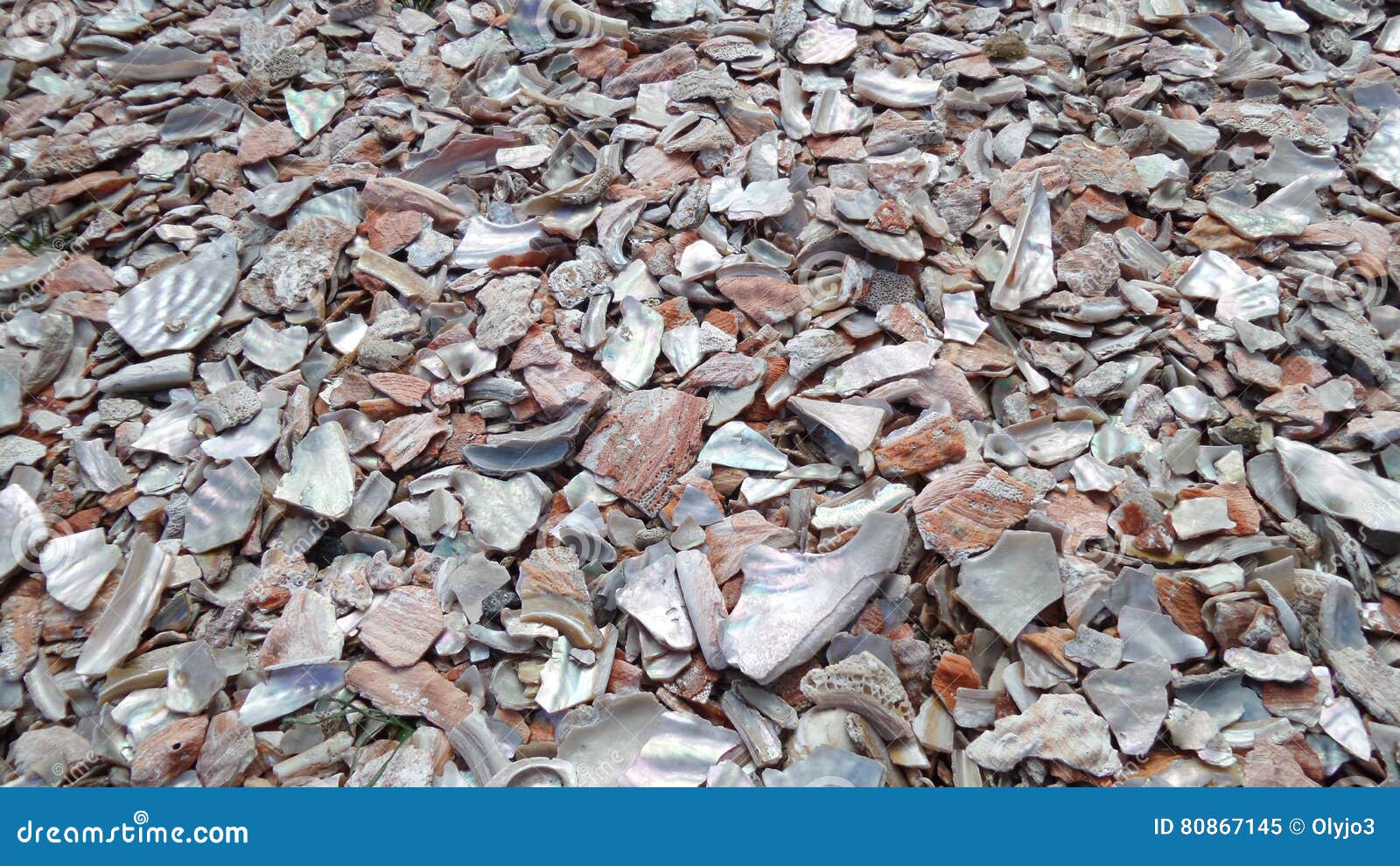 Crushed Oysters, Oyster Shell Background Stock Image - Image of shells ...