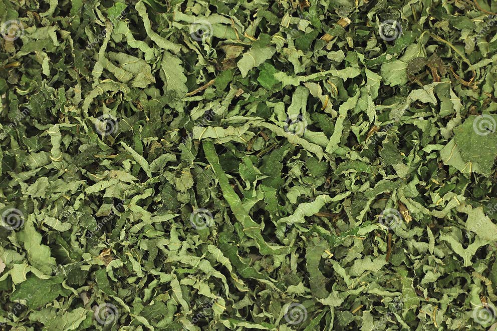 The Crushed Peppermint Leaves Background Stock Image - Image of ...