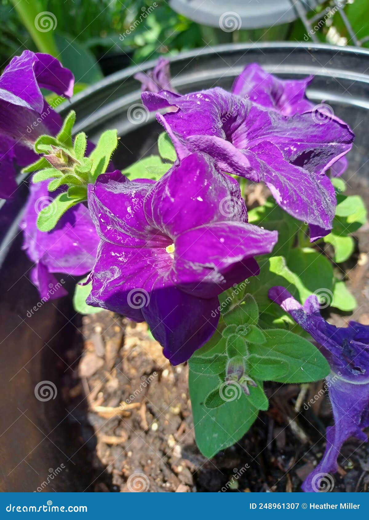 Purple Velet I stock image. Image of purple, flower - 248961307