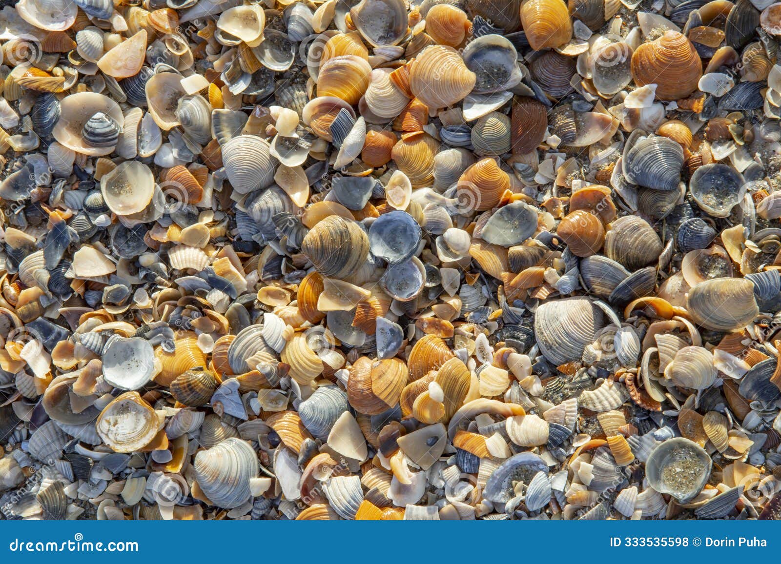 Crushed Sea Shells Texture on a Romanian Beach Stock Photo - Image of ...