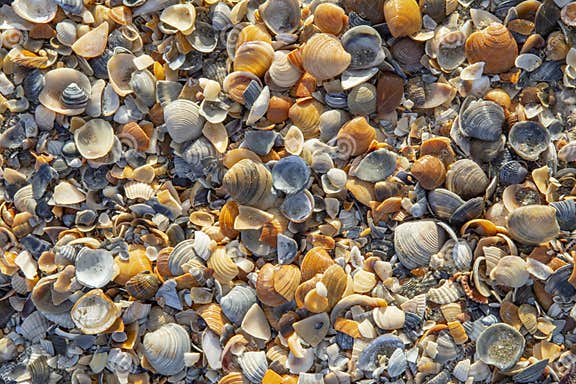 Crushed Sea Shells Texture on a Romanian Beach Stock Photo - Image of ...