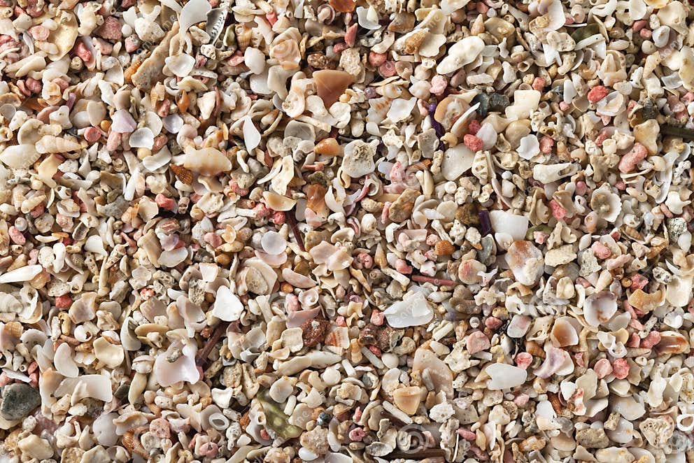 Crushed seashells stock image. Image of seashell, aquatic - 27930299