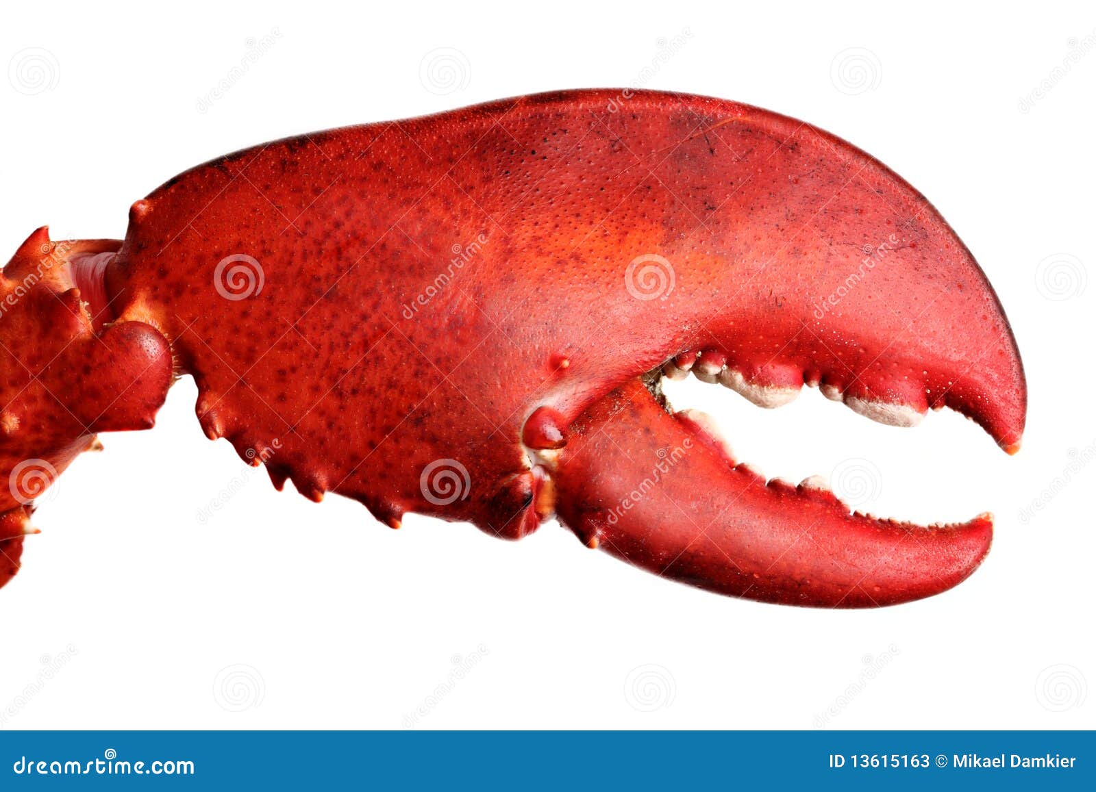 Crusher Claw stock image. Image of invertebrate, prepared - 13615163