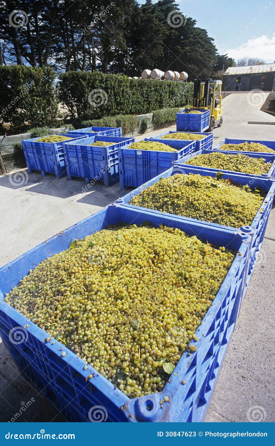 Crushing grapes in winery stock image. Image of wideangle - 30847623