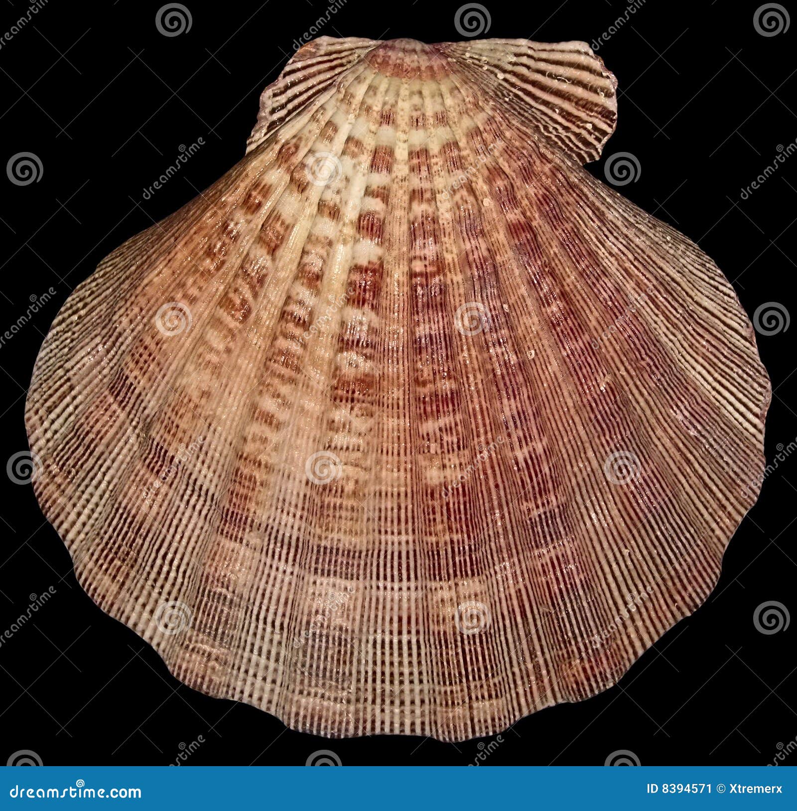 Crustáceos. imagen de archivo. Imagen de arena, negro - 8394571