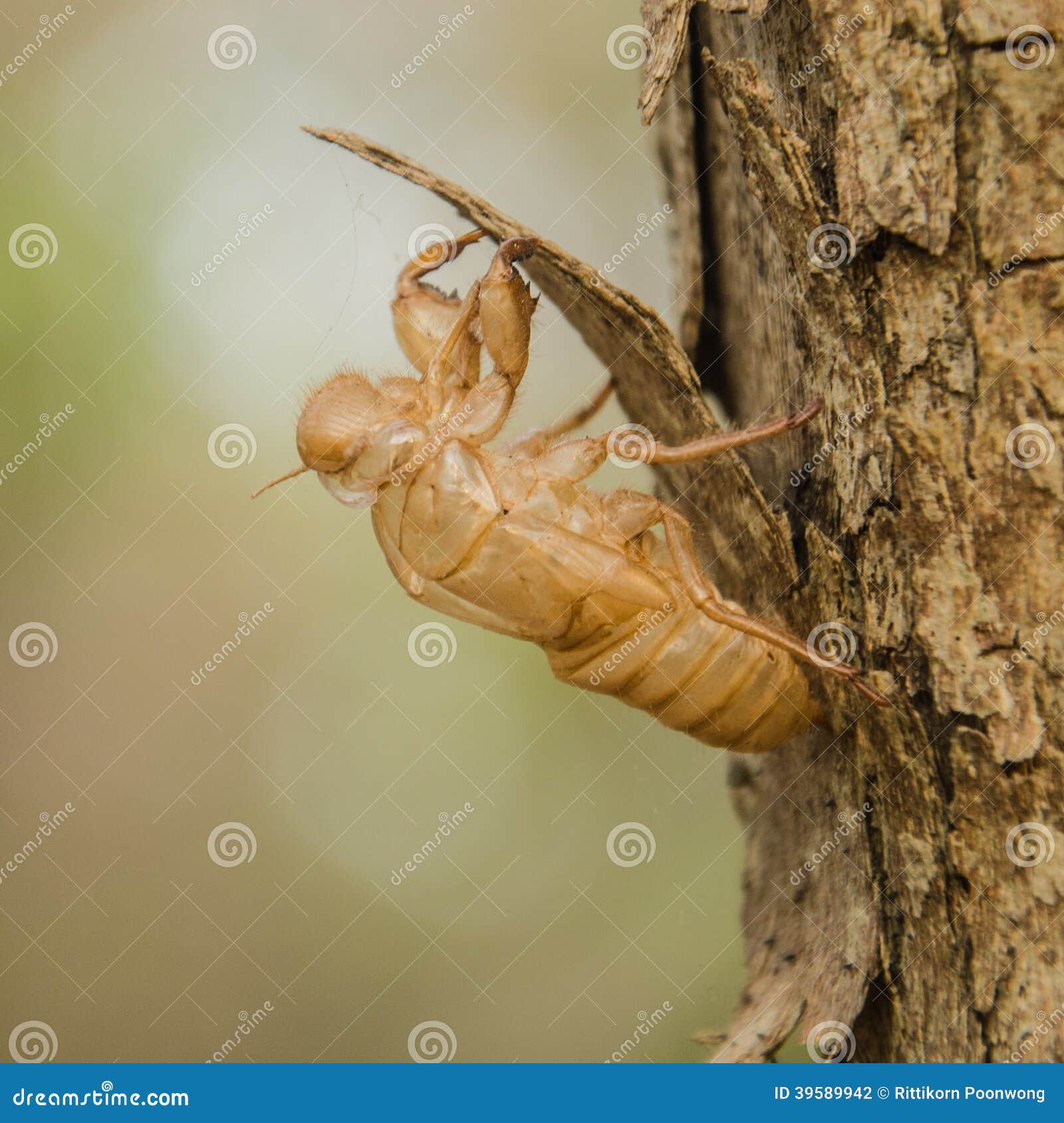 Crust of Cicada stock photo. Image of insect, wildlife - 39589942
