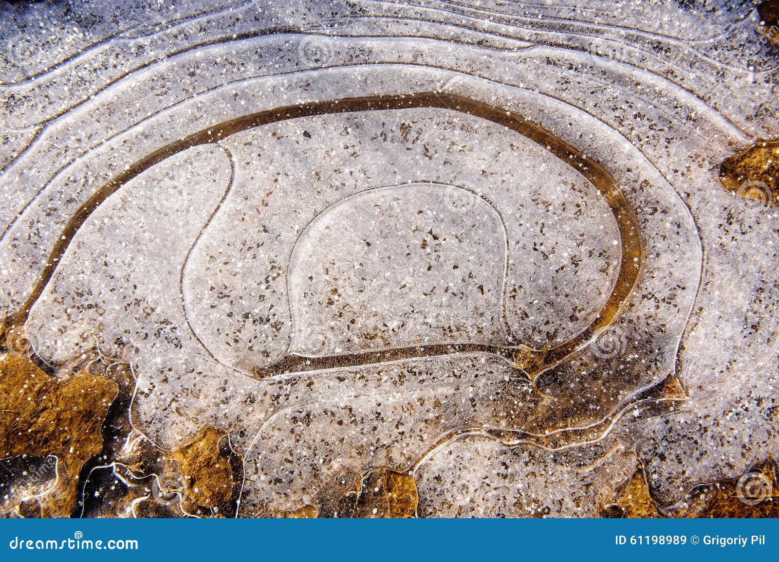 Crust of ice. stock image. Image of like, crusty, plant - 61198989