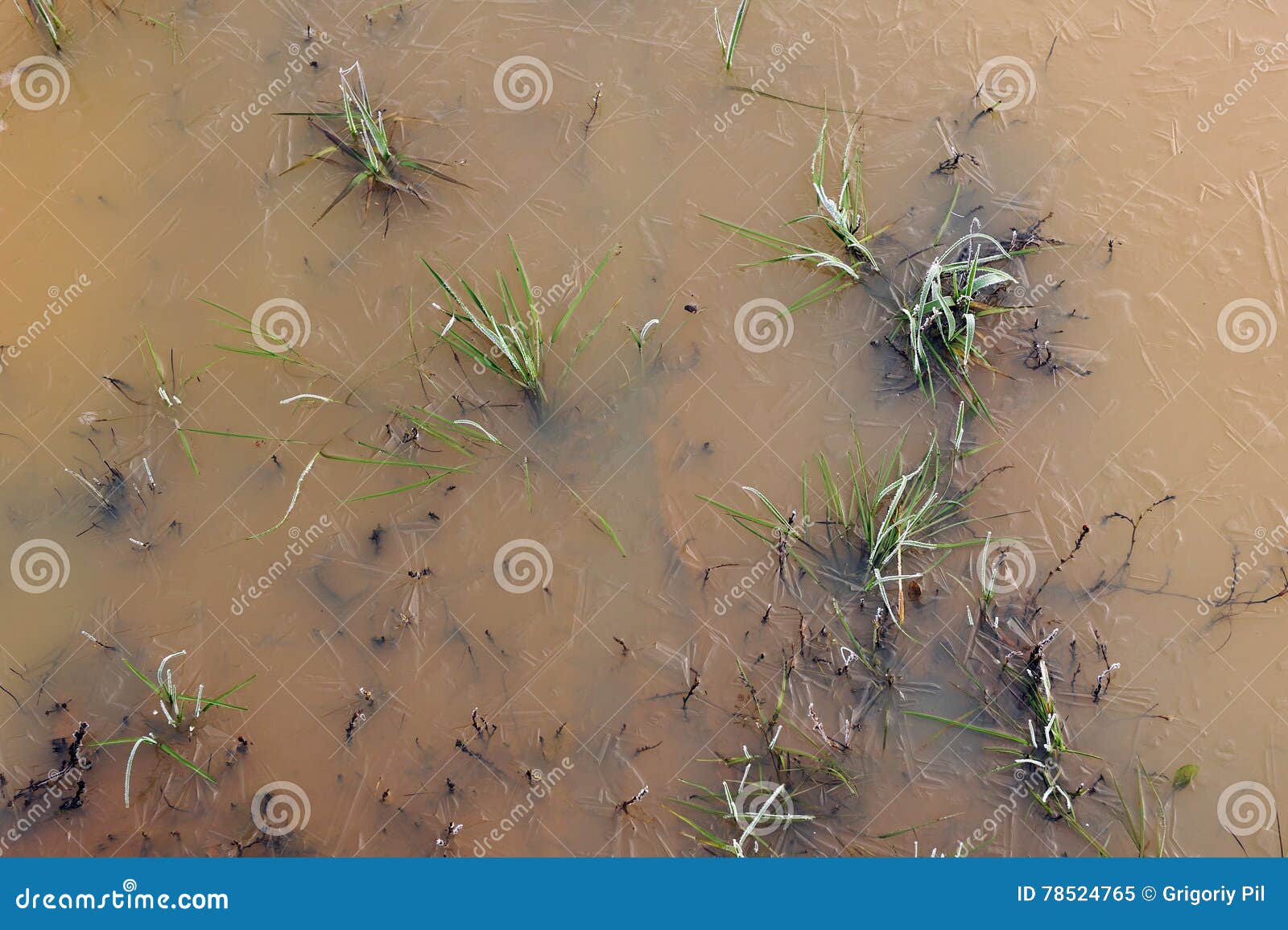 Crust of ice and rime stock image. Image of moody, crust - 78524765