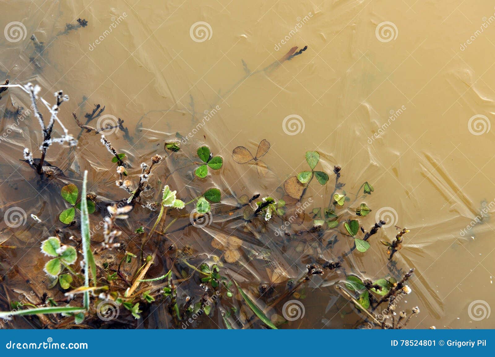 Crust of ice and rime stock image. Image of cold, artistic - 78524801